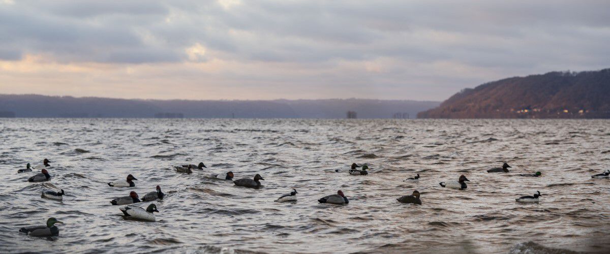 Hunting Big-Water Diving Ducks